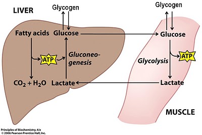 Medicine Newbie: Cori Cycle