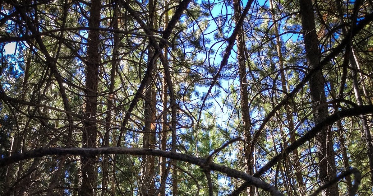 Sagehen Forest Project: Sagehen Forest Project summary