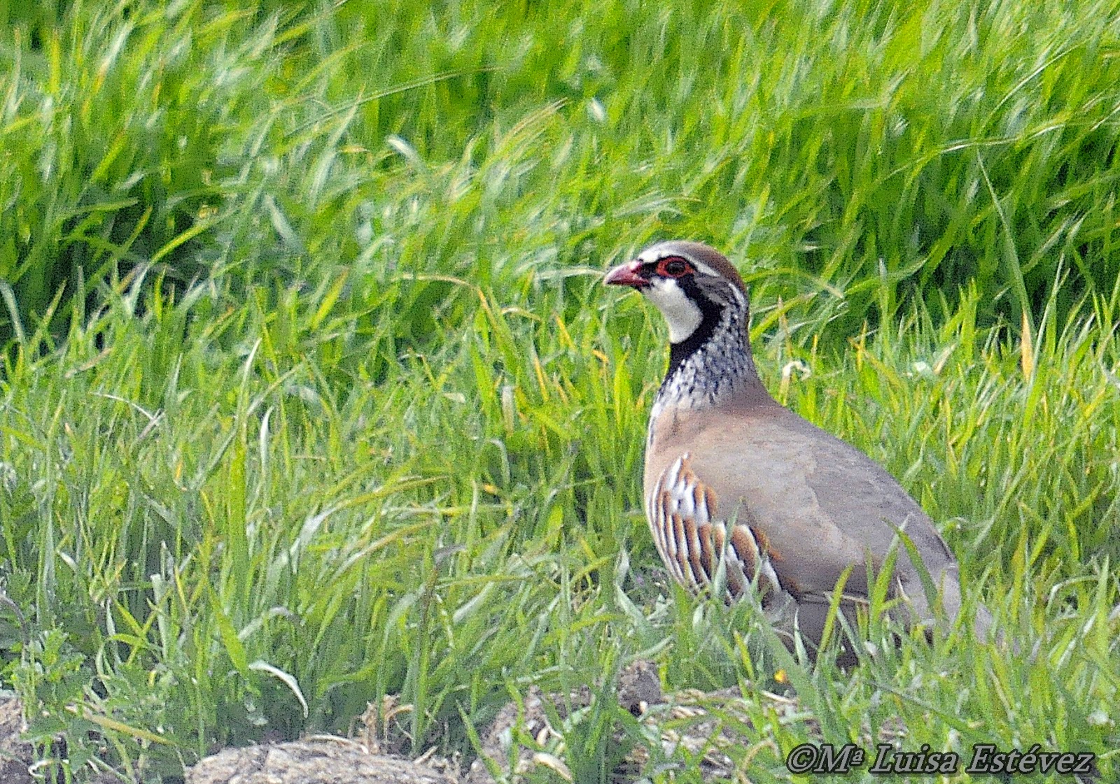 Mi Rincón Natural: La Perdíz Roja europea (Alectoris rufa) es una ...