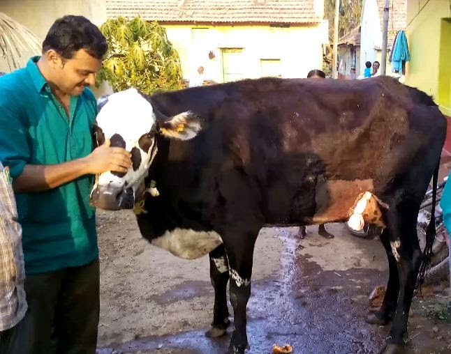 drssnairvetblogs: CESAREAN SECTION IN COWS -TWO COMPLICATED CASES ...