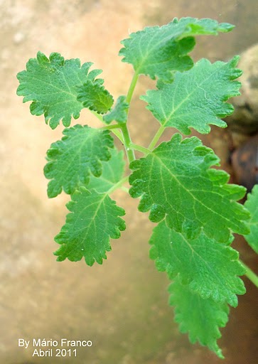 Meu Cantinho Verde: PLUMA-DE-NÉVOA, LIMONETE - ( Tetradenia riparia )