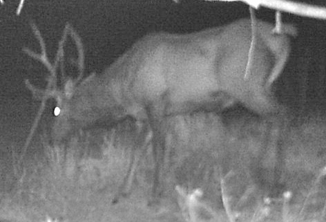 EcoRover: Elk's in the Freezer, Let's go Hiking (and Partying!)