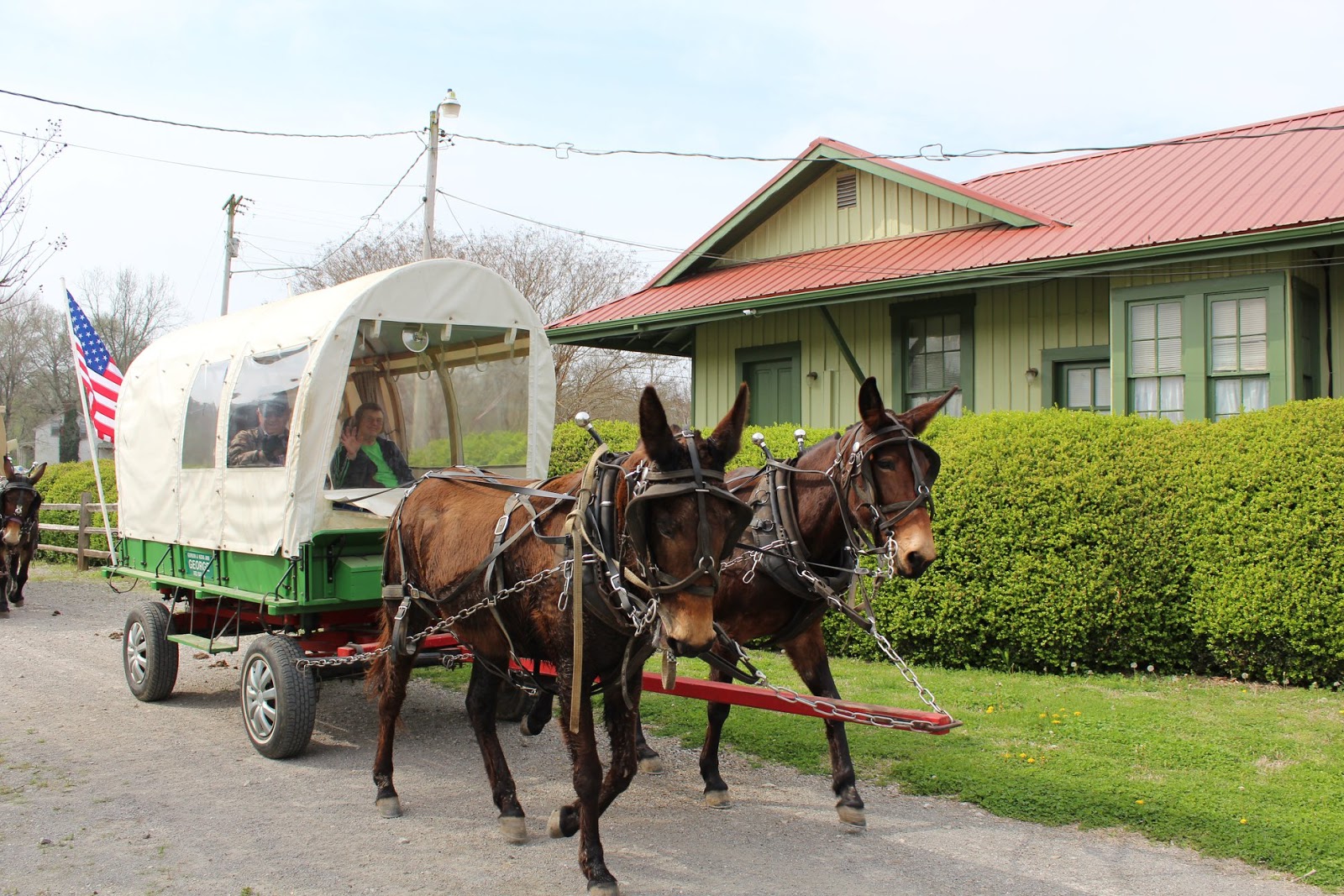 ELKMONT ALABAMA: DID YOU MISS THE MULES THIS YEAR?