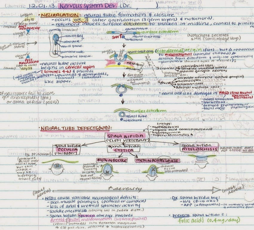 Winding Spiral Case: My Medical School Study Notes