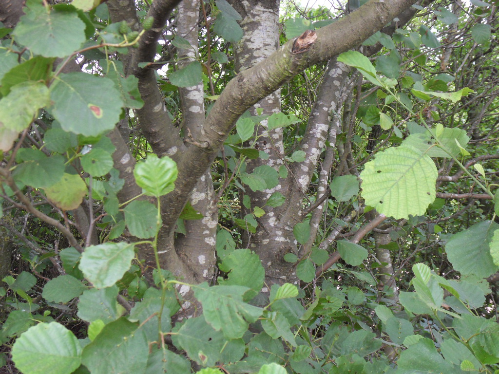 Common Alder Tree | Alnus Glutinosa | Magic Nature