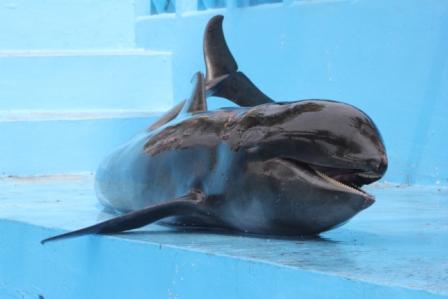 RINCON DEL CACIQUE: VARAMIENTO DE FALSA ORCA, Pseudorca crassidens ...