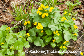 Restoring The Landscape With Native Plants: Native Plant of the Week ...