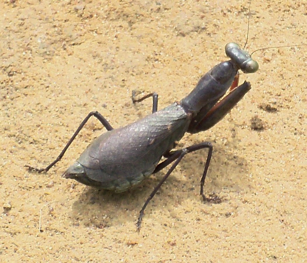 Mission Kid in Africa: Bugs in Africa