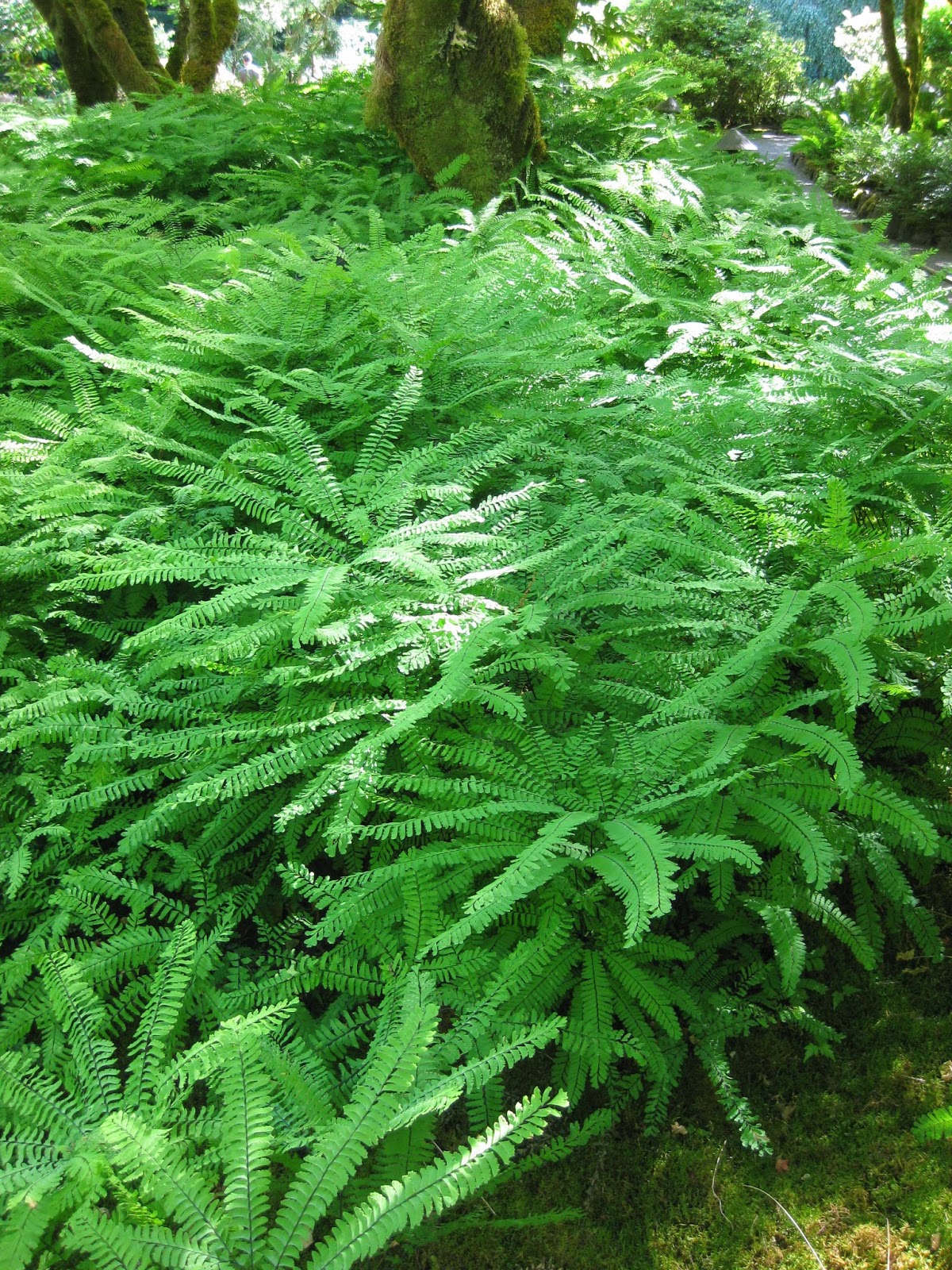 Rotary Botanical Gardens - Hort Blog: Fun Ferns (Starting With The ...