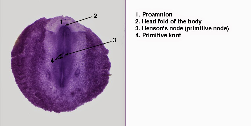 Laporan Perkembangan Embrio Ayam