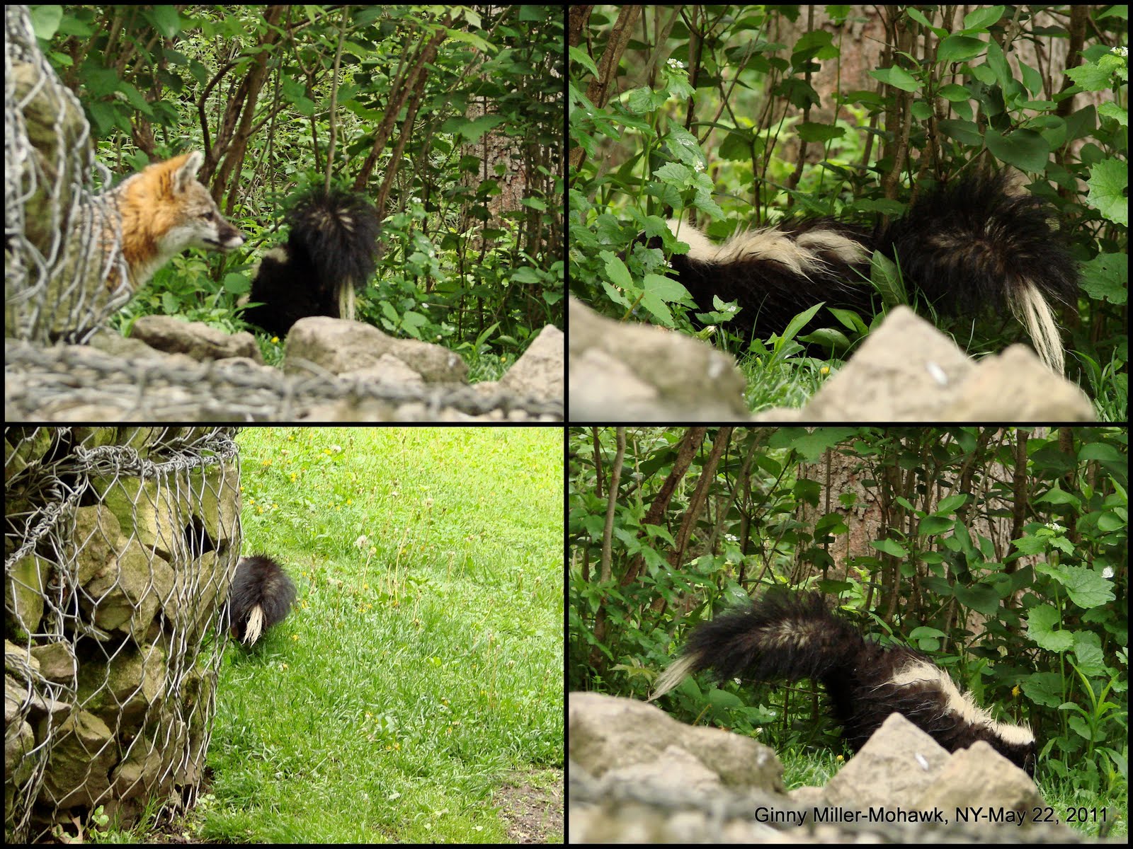 Photography By Ginny: Gray Foxes-Males And Females-Skunk-May 22, 2011