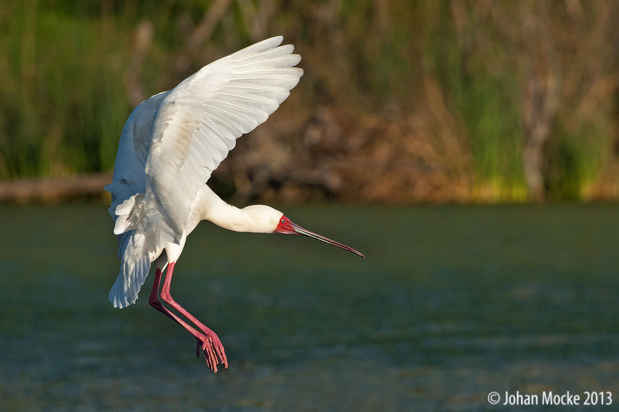 Johan Mocke Photography: Flight of a Spoonbill