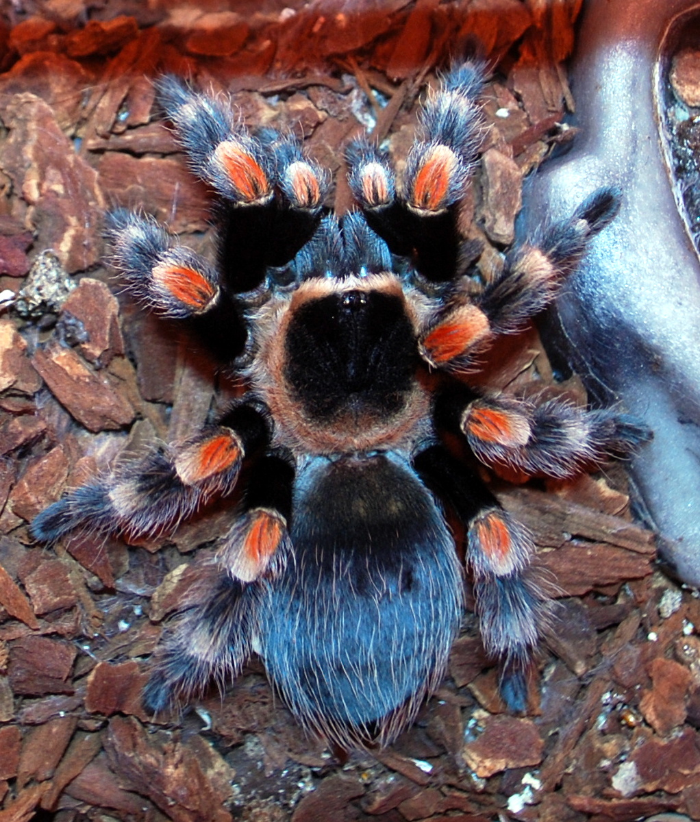 The Life of an Educational Entertainer: A Great Pic of Our Mexican Red ...