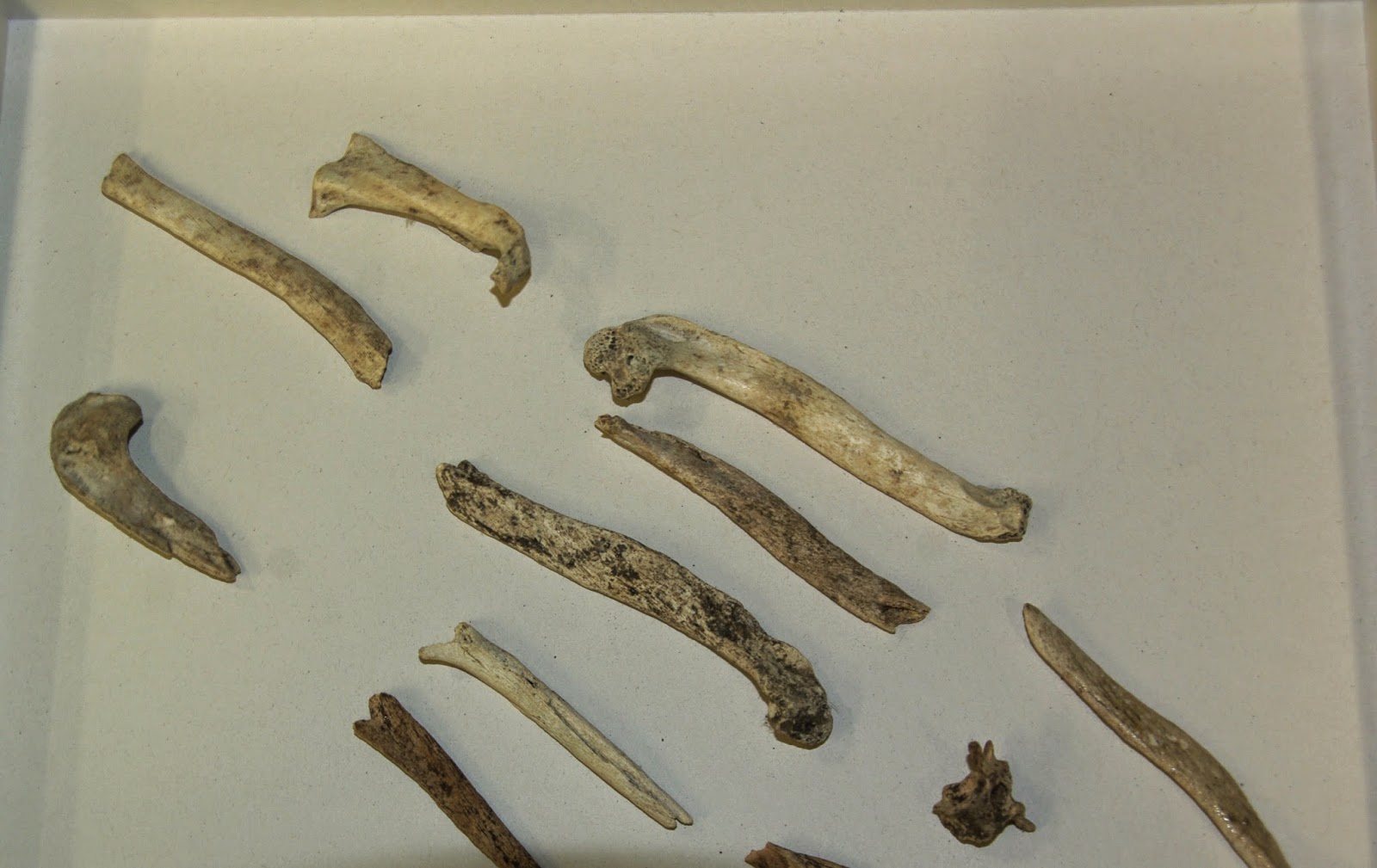 Bev's Nature Blog: The Great Auk