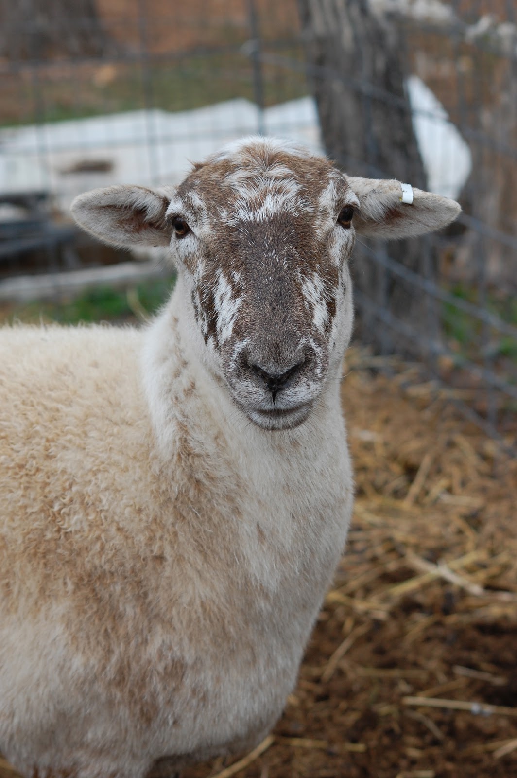 Little Hills Sheep Ranch