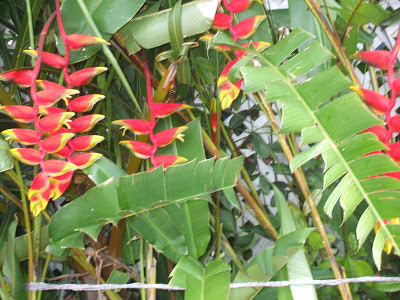 St. Thomas Bird of Paradise