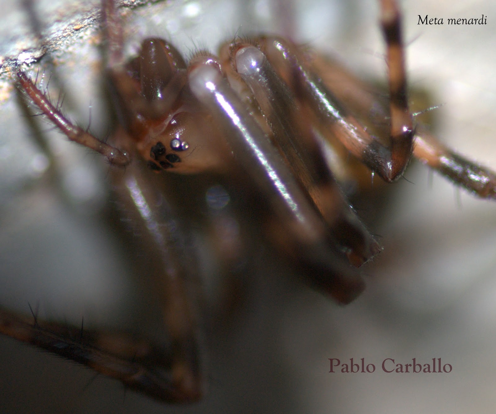 Páxinas entomolóxicas: Arañas cavernícolas en Galicia