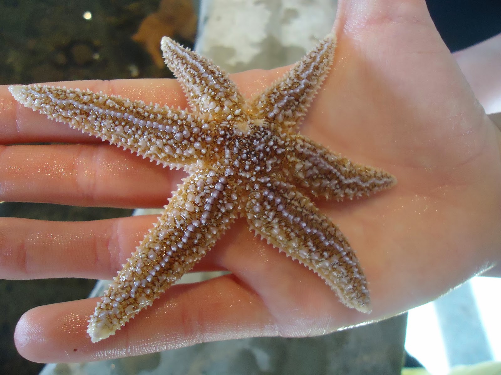 Starfish Regeneration Process