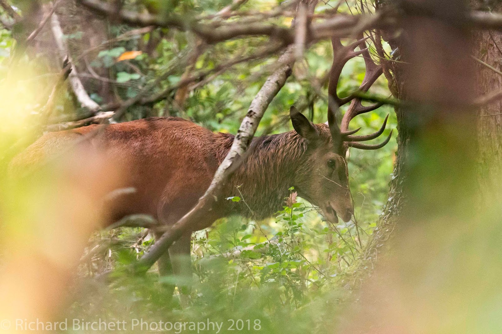 Wildlife in Cornwall: A selection of Wildlife Images from the Exmoor ...