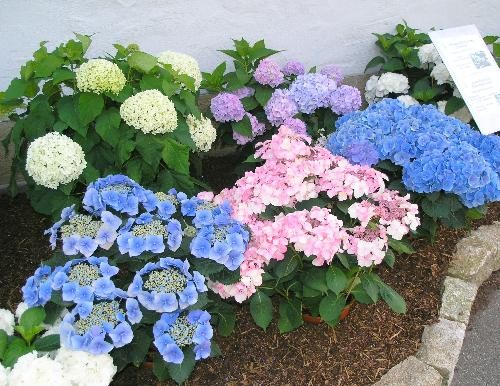 Tarım Siteniz: Ortanca (Hydrangea)