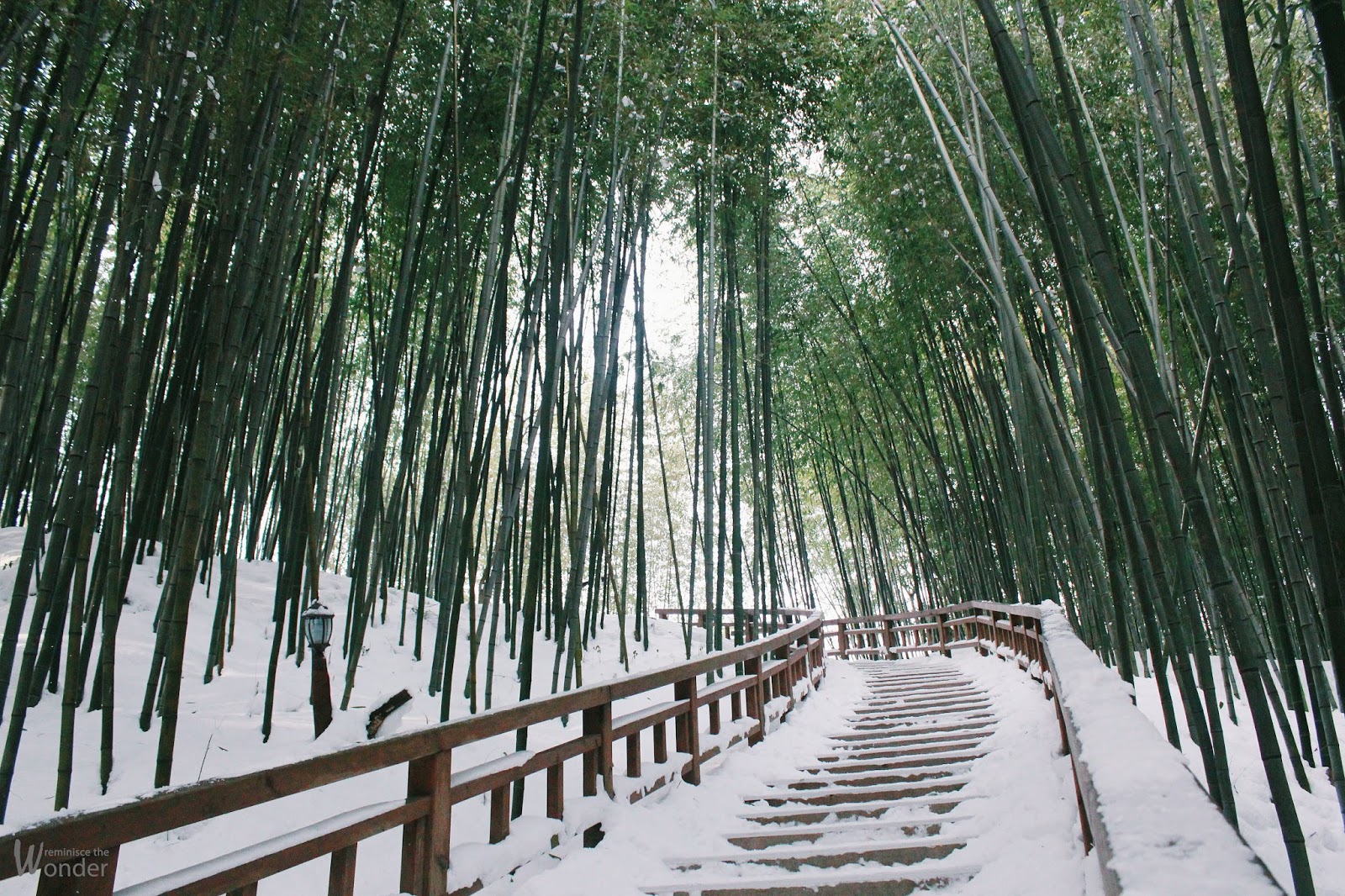 Winter Wonderland in Damyang Pt. 4 - Juknokwon Bamboo Forest (죽녹원 ...