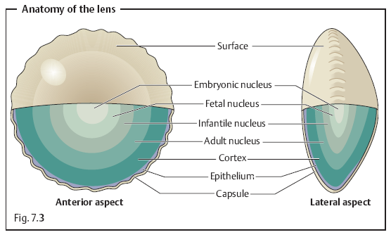 Mengerti Kedokteran: Referat Katarak Senilis
