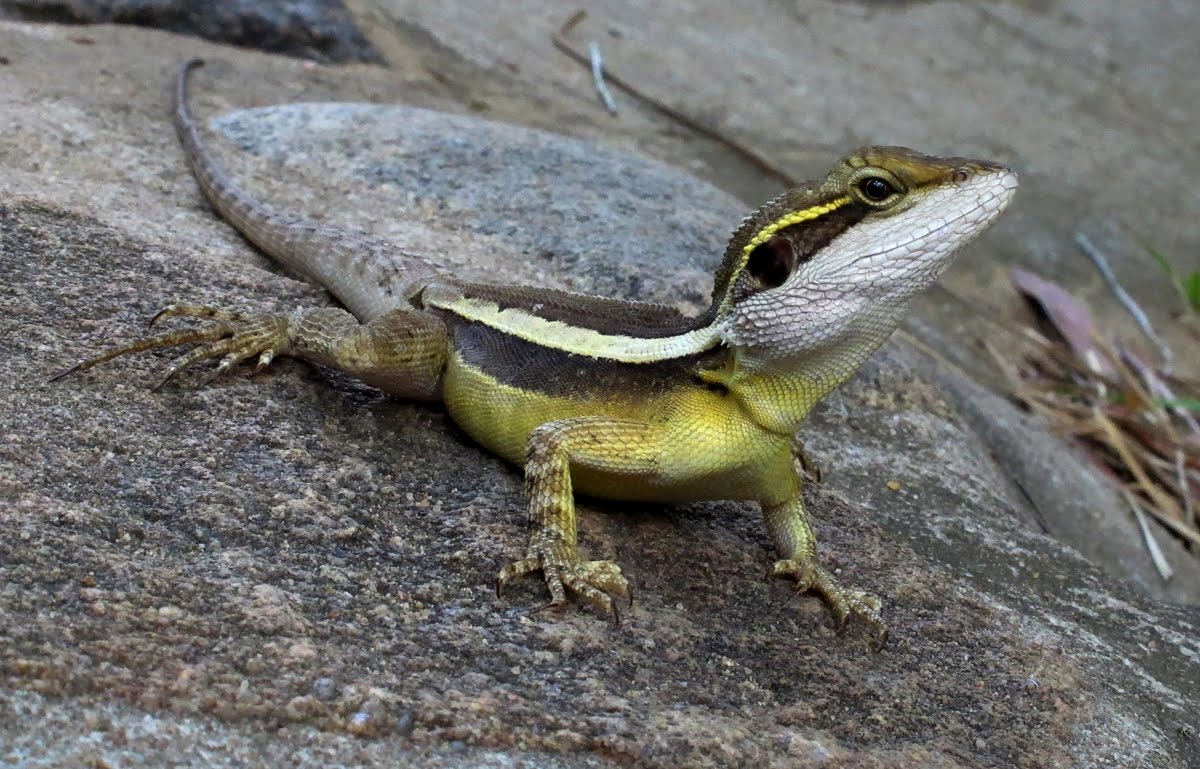 Images by Christine Walsh: Reptiles Outback Australia Aug2011
