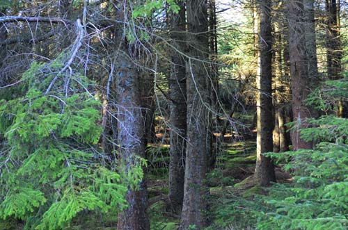 HIDUP DALAM TRANSIT: HUTAN POKOK PINE