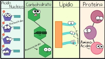 Los Bioelementos y Biomoléculas