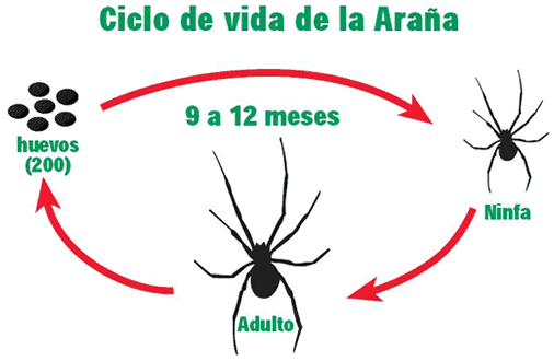 La Araña