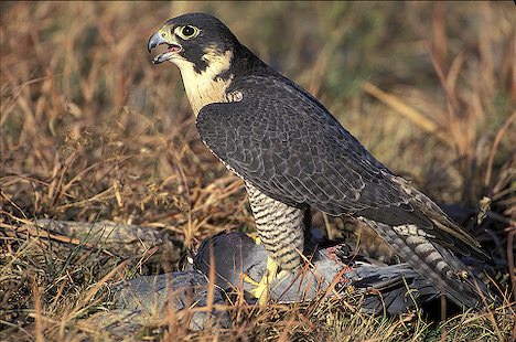 All About Animal Wildlife: Peregrine Falcon Few Facts and new Images