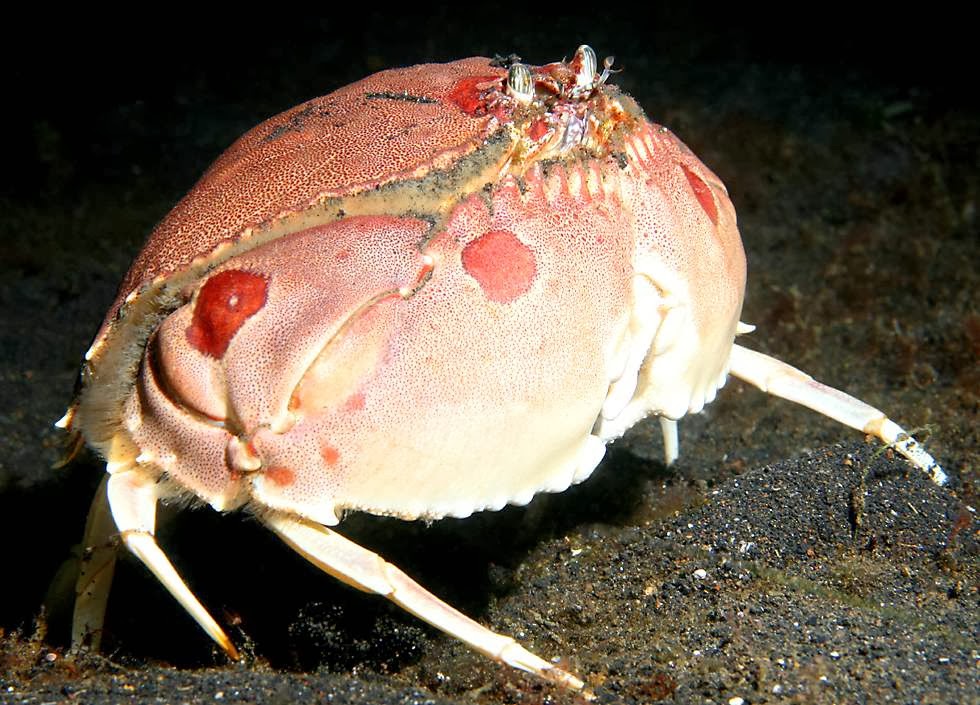 Open Minda: Ketam Teddy Bear Dijumpai! - Cute