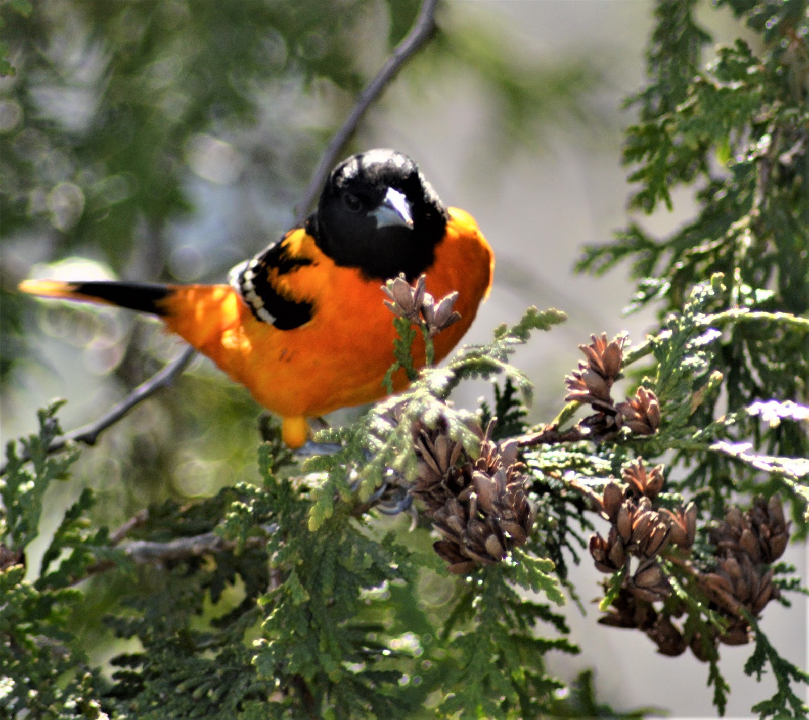 BARRY the BIRDER: Spring 2018's first Northern Oriole arrives...