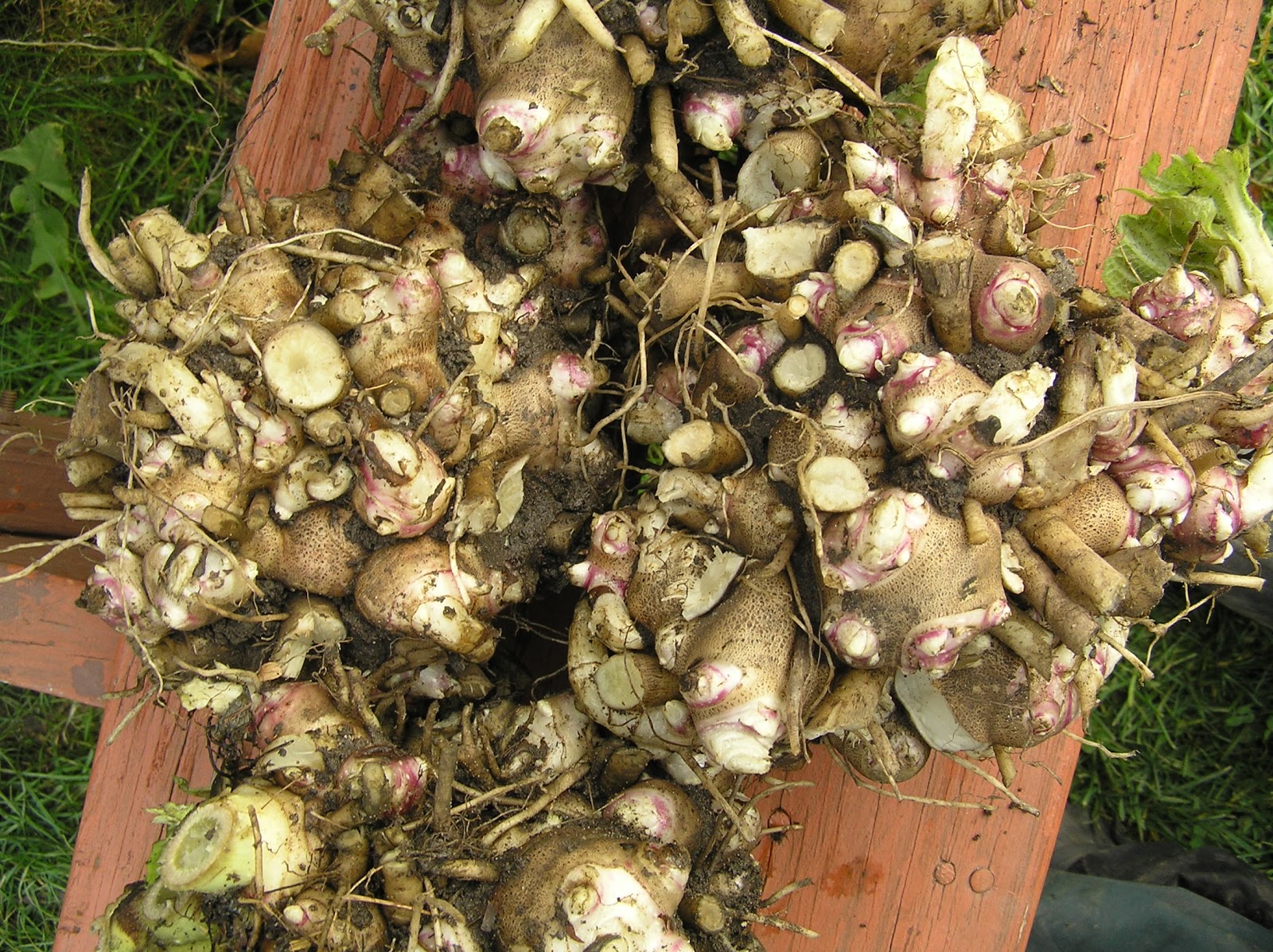 Rare Edible Root Crops: 2012 yacon harvest