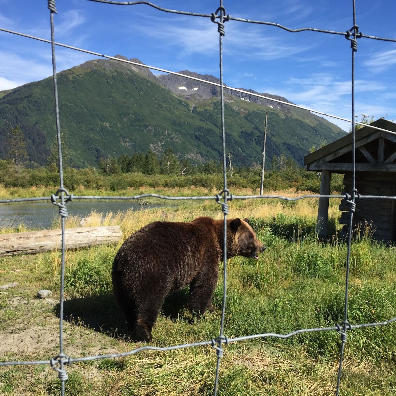 Life Alaskan Style: Alaska Wildlife Conservation Center: Portage, Alaska