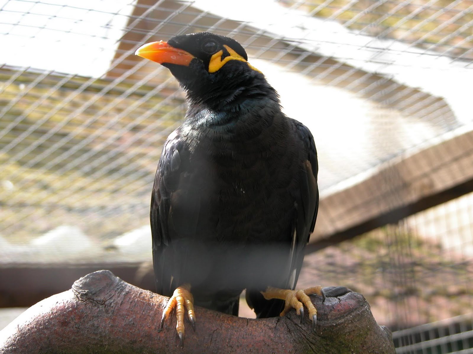 Burung Budgi dan Tiung (mynah): Burung Tiung ku
