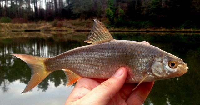 Something Fishy Going On: Tickled pink.