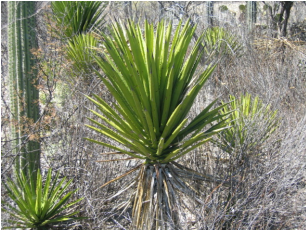 Practica de viaje: Jardín botánico Helia Bravo Hollis y Museo del agua