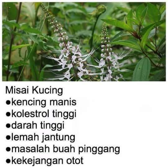 Macam Macam Manfaat Tanaman Obat Keluraga (TOGA). ~ warta bojonegoro