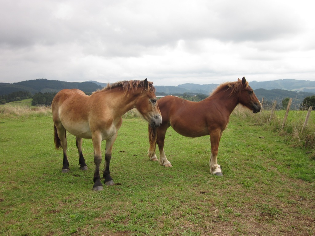 Euskal Herriko Mendiko Zaldia: 09/07/11