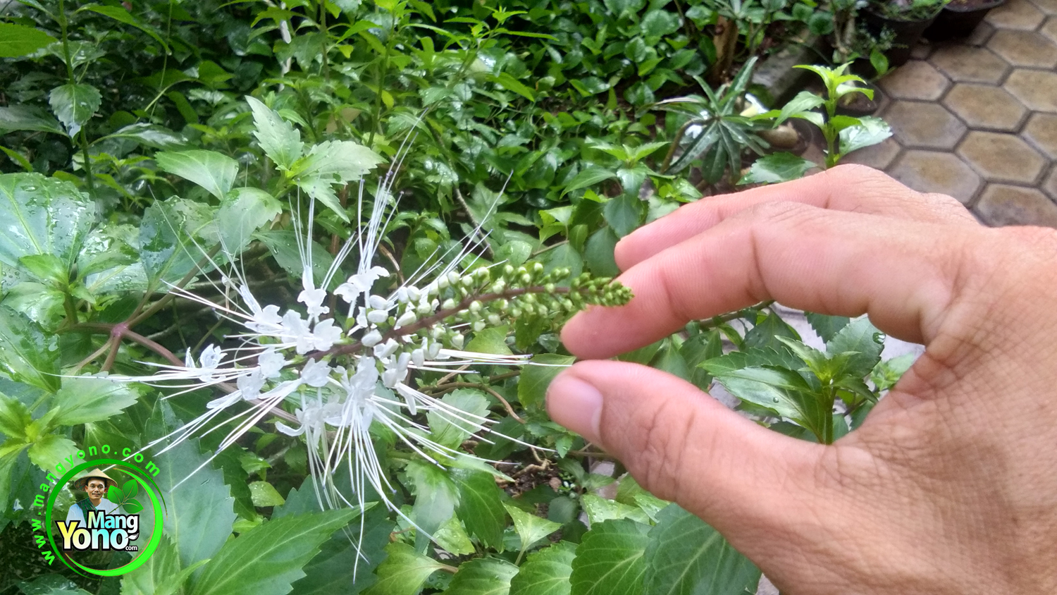 Tren 15+ Bunga Kumis Kucing, Gambar Bunga