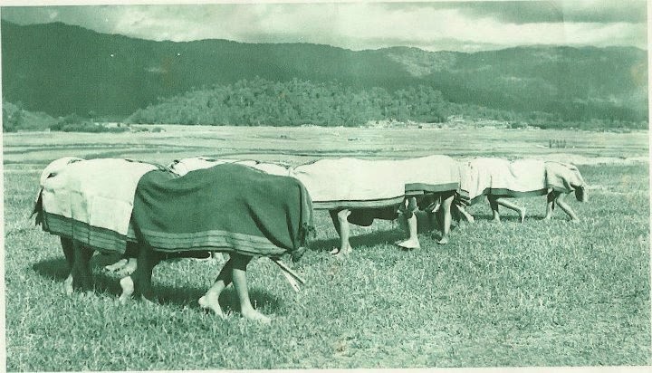 Learn Tanii: DANCEs & GAMEs of APATANI.