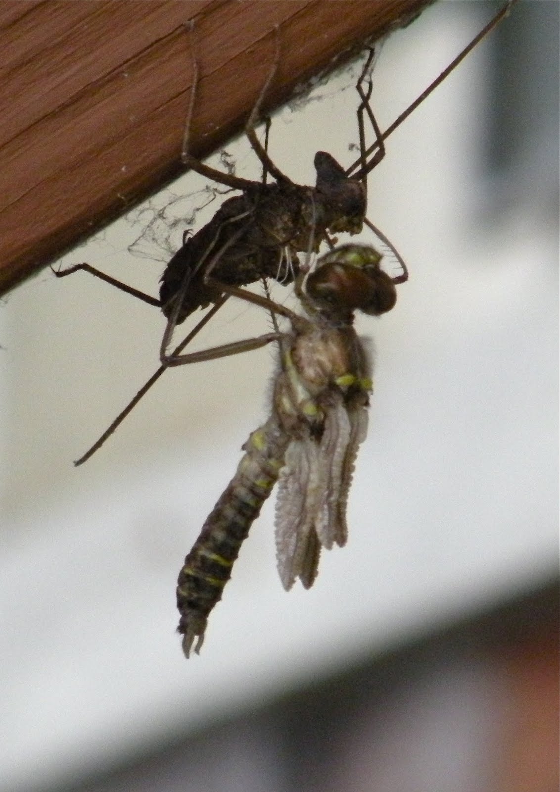Musings from Frog Song Pond: Dragonfly Metamorphosis