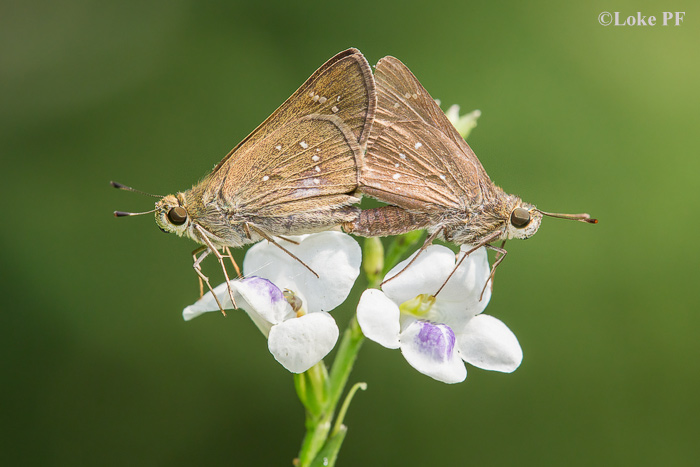 Butterflies of Singapore: Life History of the Small Branded Swift