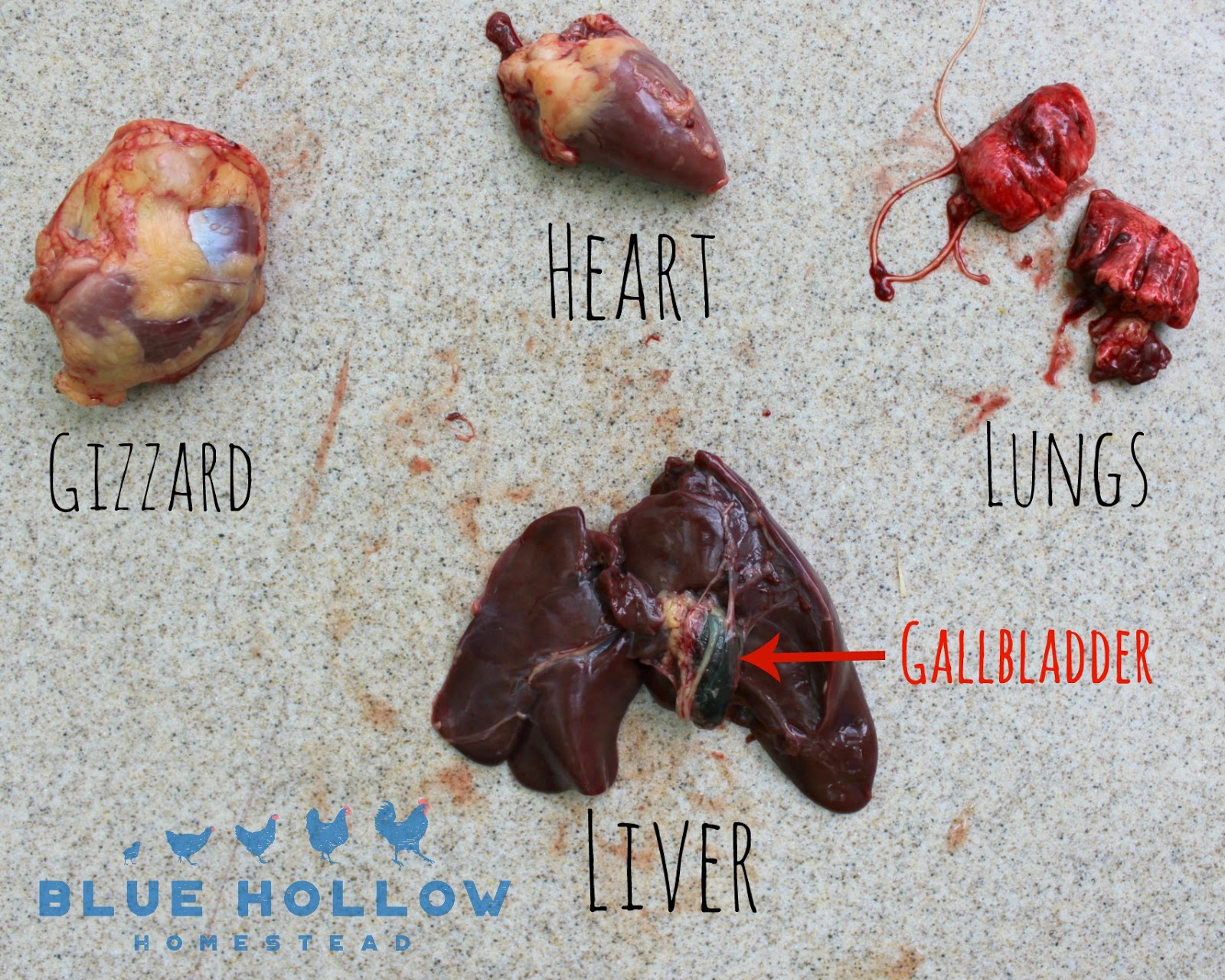 Processing Chicken: Real Life Farm to Table