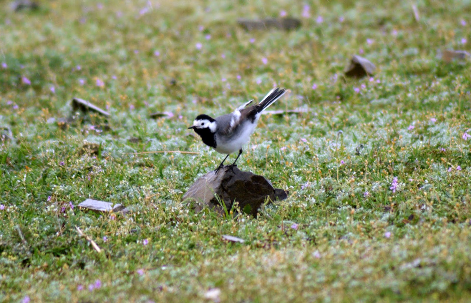 Frumusetile naturii: Codobatura alba (Motacilla alba)