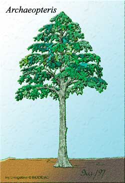 Escenarios prehistóricos: Archaeopteris