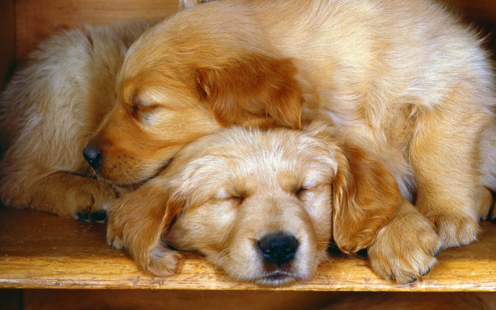 Imajenes de peritos - Imagui