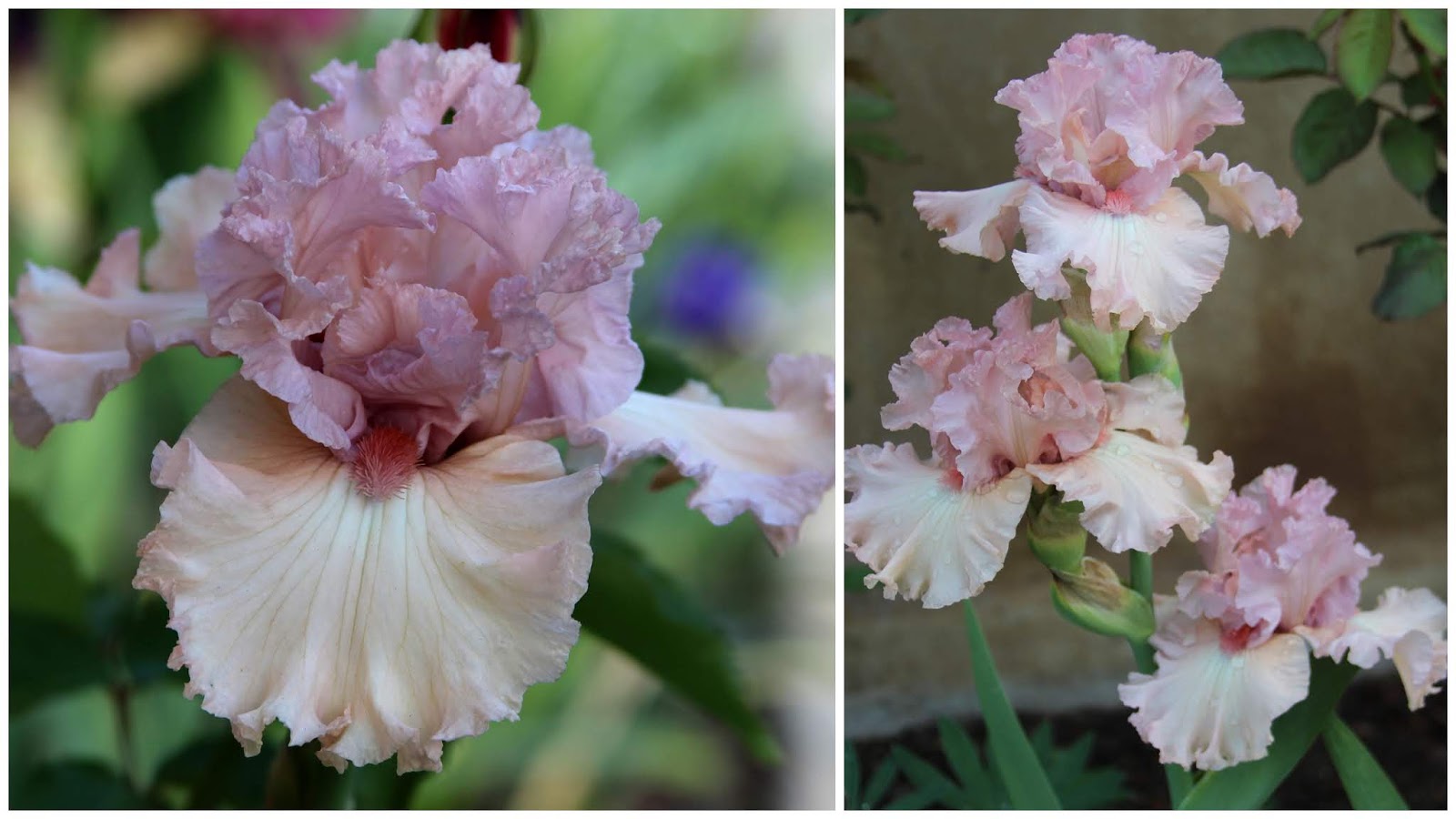 World of Irises: "Talking Irises" - THE 2018 TALL BEARDED IRIS BLOOM ...