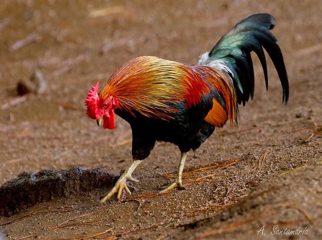 Cuadernos de Chile: PREMIOS NACIONALES DE ARTE